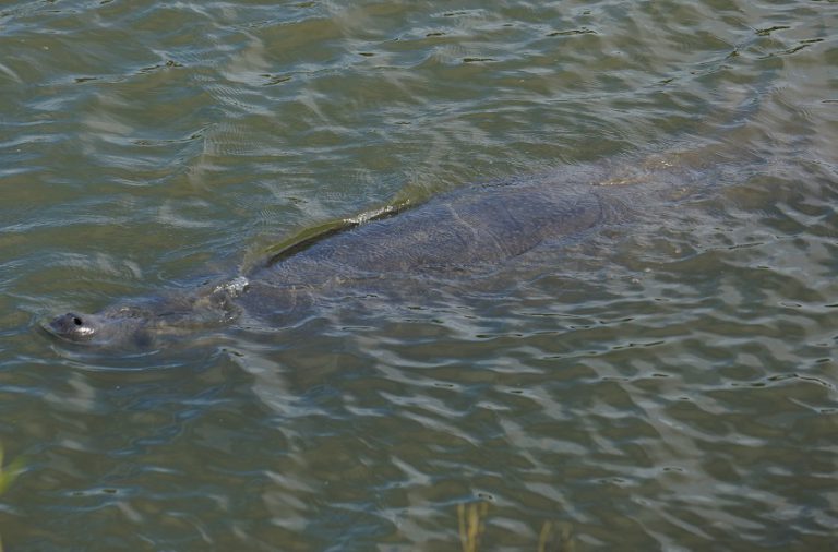 フロリダ・アウトドア編2. 野生のマナティを見に行こう Manatee watching in Allenhurst, Florida ...